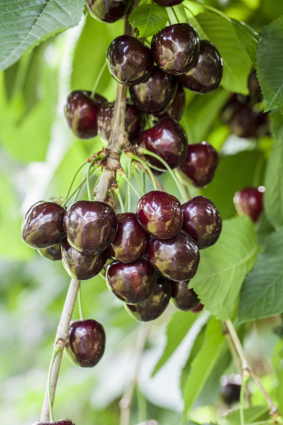 Jetzt ist gut Kirschen essen | Blattgrün